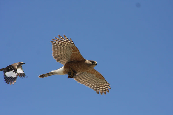 The Art of Hawk-Watching - Hancock House – Hancock House Publishers