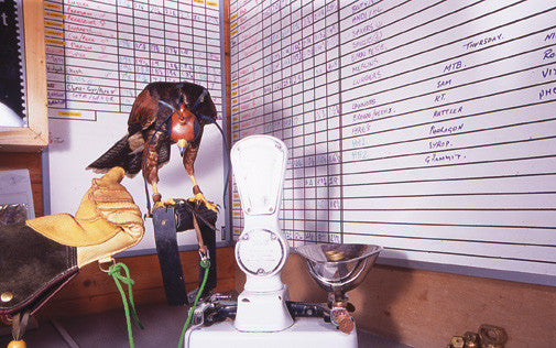 Hawking & Falconry for Beginners: an introductory guide to falcon and ...